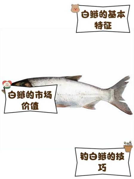白鲢鱼的功效与作用_白鲢鱼的禁忌有哪些-第3张图片-山城妙识 白鲢鱼的功效与作用_白鲢鱼的禁忌有哪些-第3张图片-山城妙识