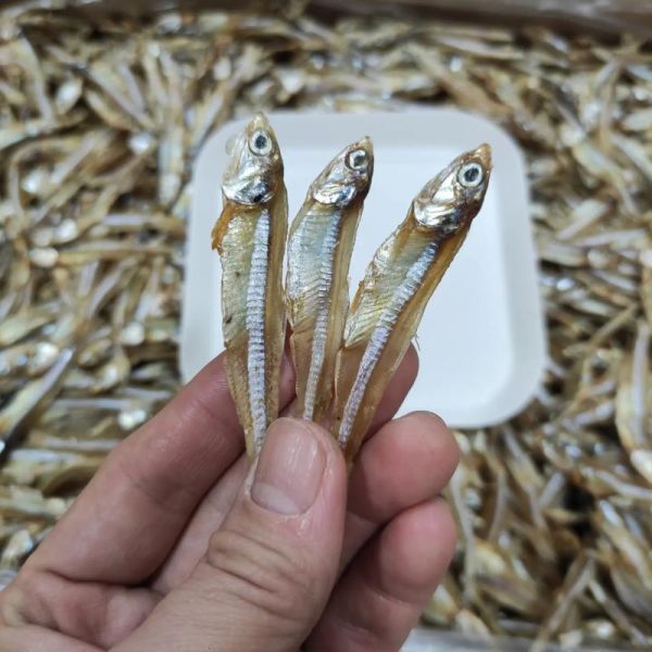 海燕鱼是什么鱼_海燕鱼产地在哪里-第1张图片-山城妙识 海燕鱼是什么鱼_海燕鱼产地在哪里-第1张图片-山城妙识