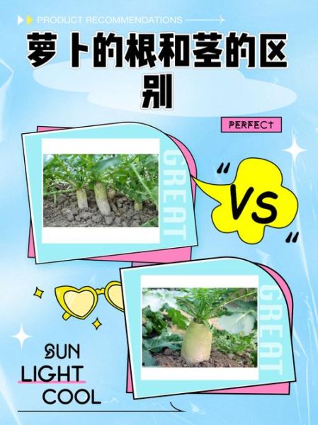 萝卜的结构图怎么看_萝卜的根和茎怎么区分-第2张图片-山城妙识