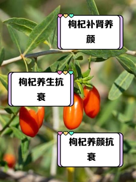 枸杞能提高性功能吗_枸杞对眼睛有什么好处-第1张图片-山城妙识