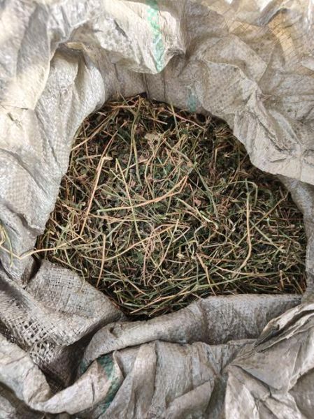 干苜蓿草营养成分_苜蓿草干草营养价值高吗-第1张图片-山城妙识