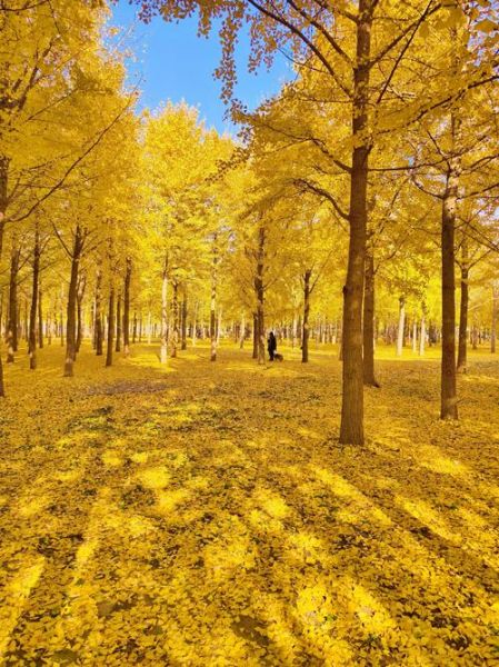 最美银杏树图片大全_如何拍出金黄大片-第1张图片-山城妙识 最美银杏树图片大全_如何拍出金黄大片-第1张图片-山城妙识