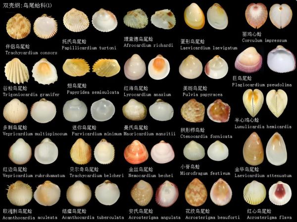 河里的贝类图片名称大全_如何辨别常见品种-第1张图片-山城妙识