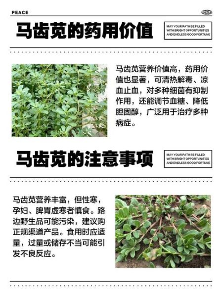 马齿苋长什么样_马齿苋的功效与作用-第2张图片-山城妙识
