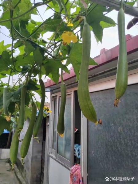 丝瓜架子怎么搭_丝瓜架子图片大全-第1张图片-山城妙识