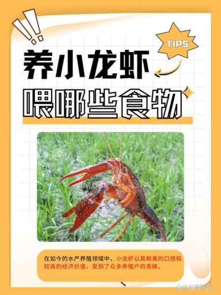 小龙虾吃什么食物好养活_小龙虾怎么喂长得快-第1张图片-山城妙识 小龙虾吃什么食物好养活_小龙虾怎么喂长得快-第1张图片-山城妙识