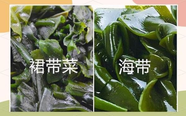 裙带菜和海带哪个营养高_海带和裙带菜营养对比-第1张图片-山城妙识 裙带菜和海带哪个营养高_海带和裙带菜营养对比-第1张图片-山城妙识