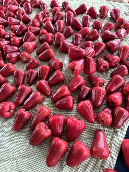 释迦和莲雾为什么是夫妻果_释迦莲雾夫妻果由来-第1张图片-山城妙识