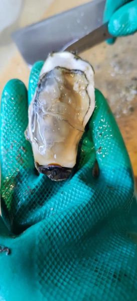 带壳生蚝怎么清洗_生蚝清洗的正确方法-第3张图片-山城妙识