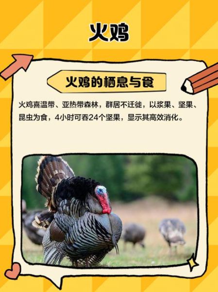 圣诞节吃火鸡吗_火鸡传统由来-第2张图片-山城妙识 圣诞节吃火鸡吗_火鸡传统由来-第2张图片-山城妙识