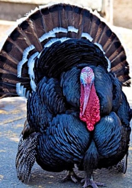 圣诞节吃火鸡吗_火鸡传统由来-第3张图片-山城妙识 圣诞节吃火鸡吗_火鸡传统由来-第3张图片-山城妙识