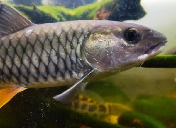 青竹鱼和军鱼的区别_如何快速分辨两种鱼-第1张图片-山城妙识