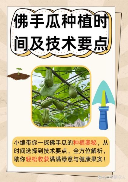 9月佛手瓜种植方法_佛手瓜几月采收-第2张图片-山城妙识