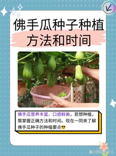 9月佛手瓜种植方法_佛手瓜几月采收-第1张图片-山城妙识