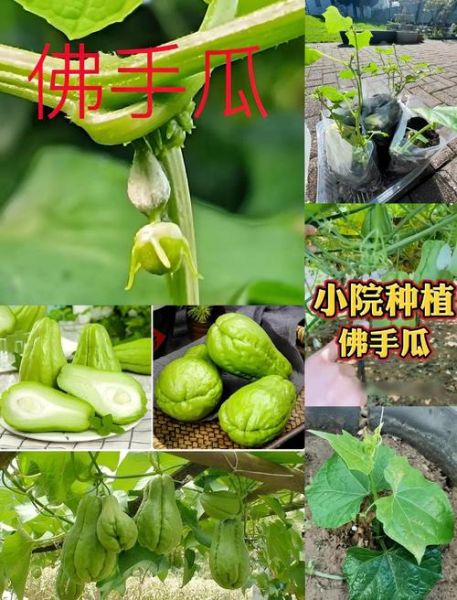 9月佛手瓜种植方法_佛手瓜几月采收-第3张图片-山城妙识