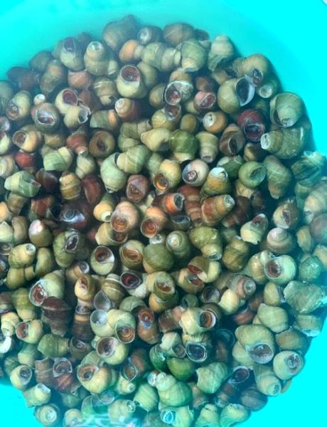 海螺怎么清洗_海螺怎么吃才安全-第2张图片-山城妙识 海螺怎么清洗_海螺怎么吃才安全-第2张图片-山城妙识