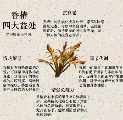 香椿的功效与作用_香椿的害处有哪些-第2张图片-山城妙识 香椿的功效与作用_香椿的害处有哪些-第2张图片-山城妙识