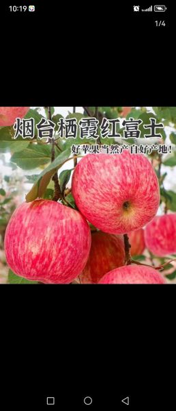 红富士苹果今日价格_多少钱一斤-第1张图片-山城妙识