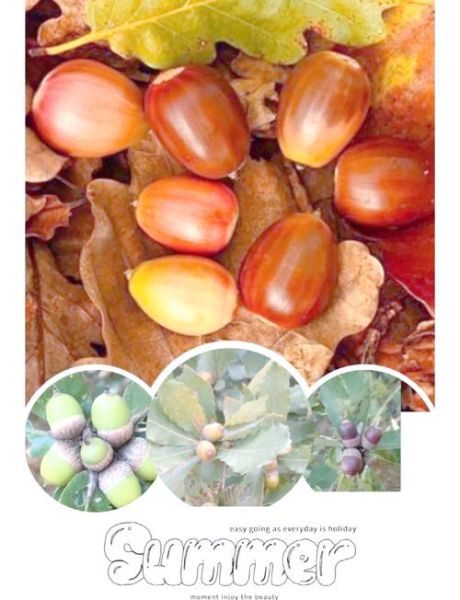 橡子粉的作用与功效_橡子粉怎么吃才健康-第1张图片-山城妙识