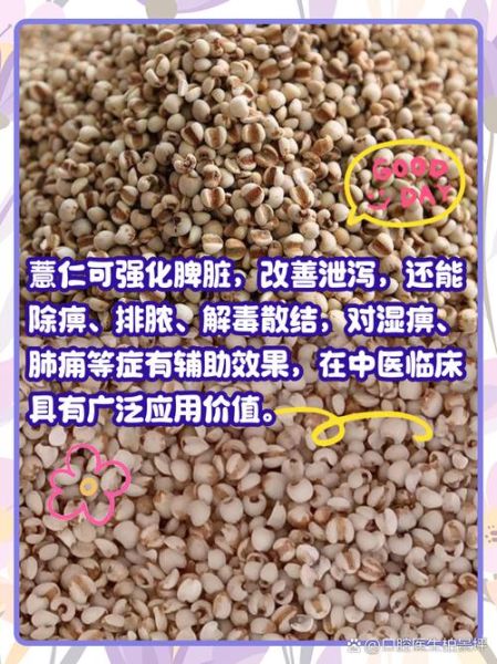薏仁是什么东西_薏仁的功效与作用-第2张图片-山城妙识 薏仁是什么东西_薏仁的功效与作用-第2张图片-山城妙识