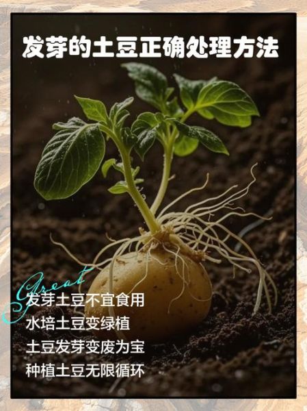 发芽的土豆能吃吗_如何正确处理发芽土豆-第1张图片-山城妙识