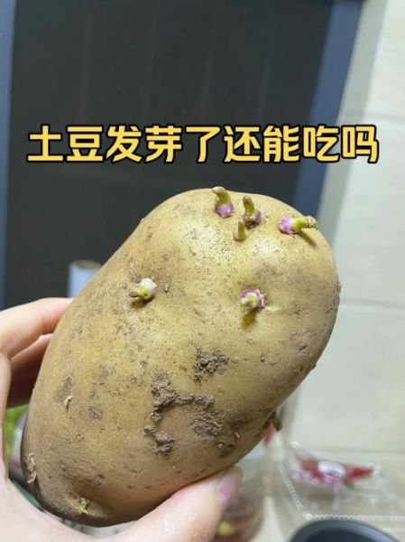 发芽的土豆能吃吗_如何正确处理发芽土豆-第2张图片-山城妙识