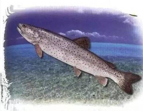 巨型哲罗鲑长什么样_巨型哲罗鲑最大能长多大-第2张图片-山城妙识