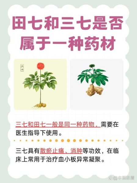 田七和三七有什么区别吗_田七与三七功效差异-第1张图片-山城妙识