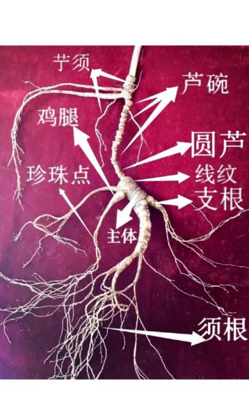 人参图片大全高清图片_如何挑选优质人参-第1张图片-山城妙识