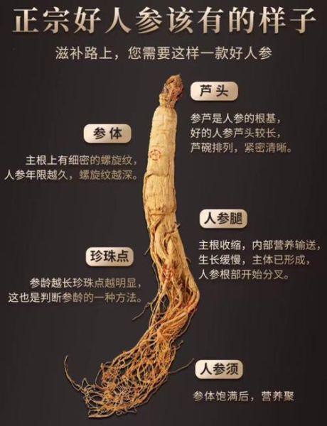 人参图片大全高清图片_如何挑选优质人参-第2张图片-山城妙识