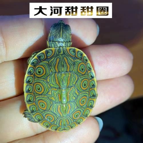 甜甜圈龟是什么品种_甜甜圈龟能长多大-第1张图片-山城妙识