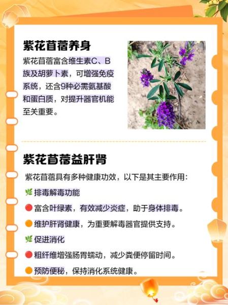 紫花苜蓿粉的功效与作用_长期吃有什么副作用-第1张图片-山城妙识