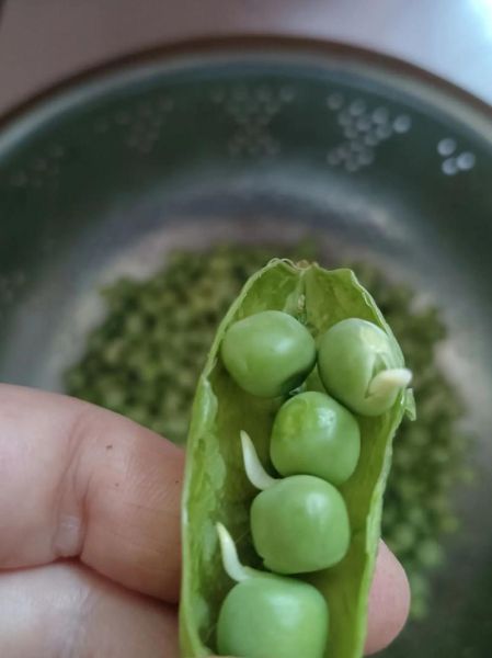 甜豆怎么保存_甜豆可以冷冻吗-第3张图片-山城妙识