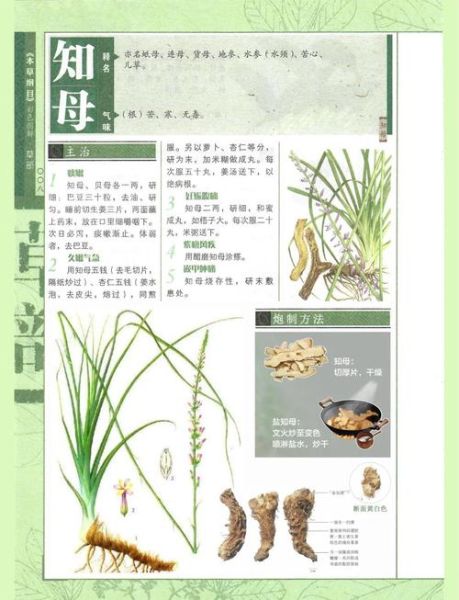 知母的功效与作用_知母能治什么病-第2张图片-山城妙识