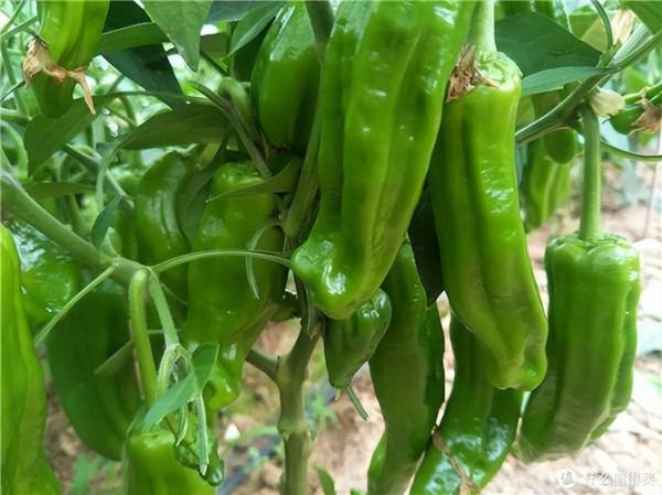辣椒什么时候传入中国_原产地是哪里-第3张图片-山城妙识