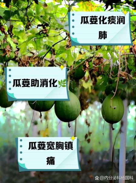 瓜蒌子的功效与作用_瓜蒌子怎么吃效果最好-第3张图片-山城妙识 瓜蒌子的功效与作用_瓜蒌子怎么吃效果最好-第3张图片-山城妙识