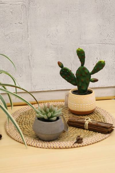 仙人掌图片高清_如何拍出质感细节-第1张图片-山城妙识