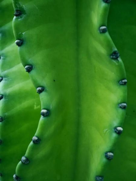 仙人掌图片高清_如何拍出质感细节-第2张图片-山城妙识