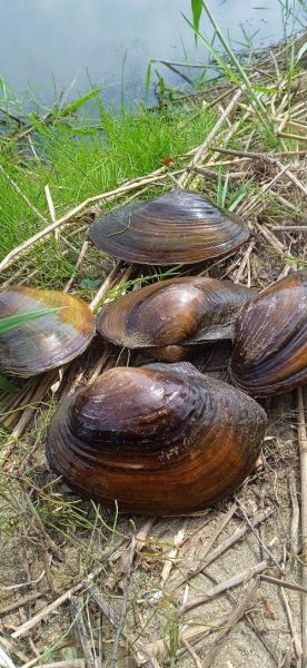 大河蚌怎么清洗_如何宰杀-第3张图片-山城妙识