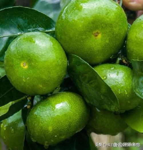 青金桔的功效与作用_青金桔的禁忌人群-第3张图片-山城妙识