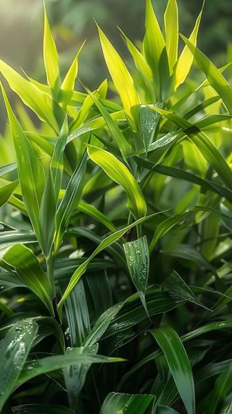 箬叶图片怎么拍_箬叶高清图哪里找-第1张图片-山城妙识 箬叶图片怎么拍_箬叶高清图哪里找-第1张图片-山城妙识