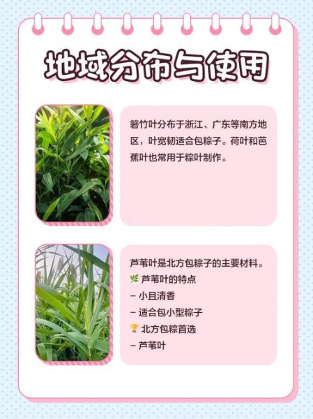 箬叶图片怎么拍_箬叶高清图哪里找-第2张图片-山城妙识 箬叶图片怎么拍_箬叶高清图哪里找-第2张图片-山城妙识