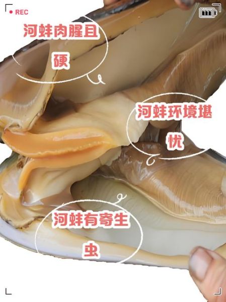 河蚌怎么处理_河蚌怎么吃-第1张图片-山城妙识