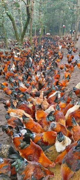 土鸡养殖技术视频_土鸡散养多久出栏-第1张图片-山城妙识