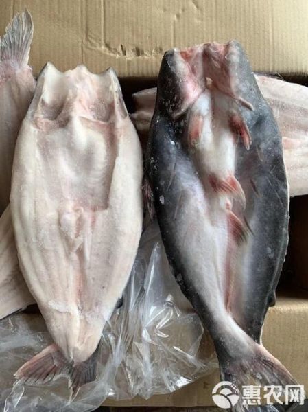 超市冷冻巴沙鱼能吃吗_冷冻巴沙鱼安全吗-第1张图片-山城妙识