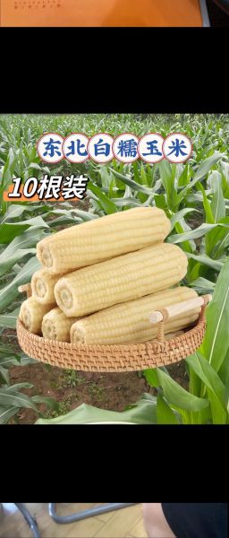 糯玉米哪个品种最好吃_排名第一的糯玉米品种-第1张图片-山城妙识 糯玉米哪个品种最好吃_排名第一的糯玉米品种-第1张图片-山城妙识