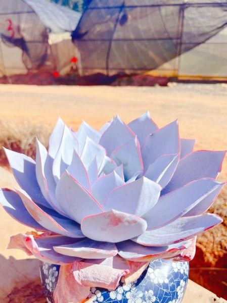 广寒宫多肉怎么养_广寒宫多肉徒长怎么办-第3张图片-山城妙识