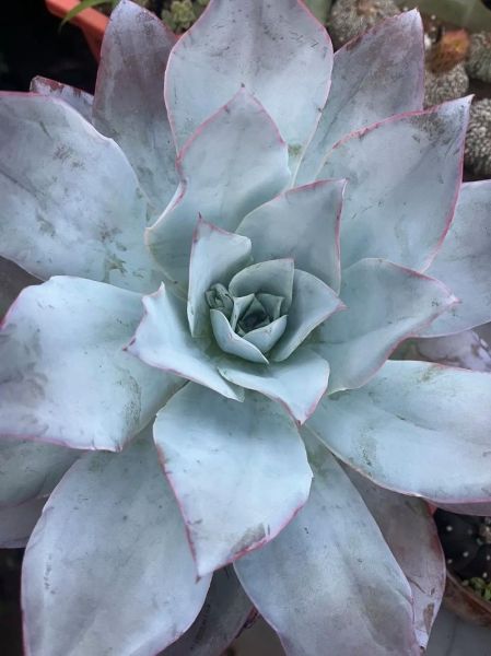 广寒宫多肉怎么养_广寒宫多肉徒长怎么办-第2张图片-山城妙识