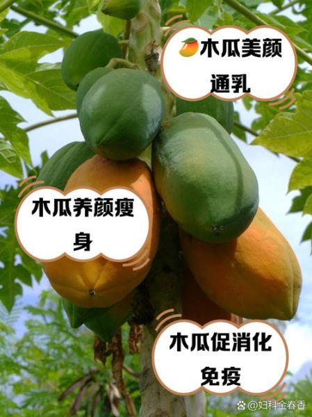 木瓜丰胸真的有用吗_木瓜怎么吃才丰胸-第2张图片-山城妙识 木瓜丰胸真的有用吗_木瓜怎么吃才丰胸-第2张图片-山城妙识