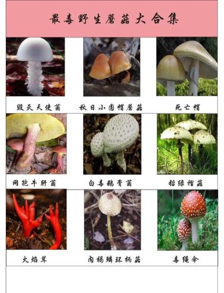 蘑菇种类图片大全_如何区分有毒与可食用蘑菇-第1张图片-山城妙识
